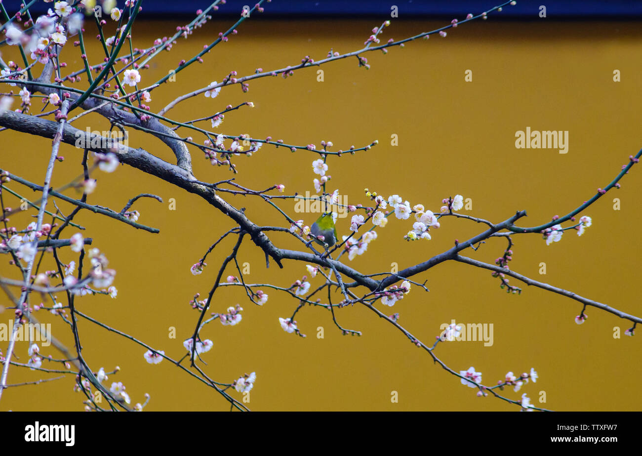 Embroidery eyes on the plum tree Stock Photo - Alamy