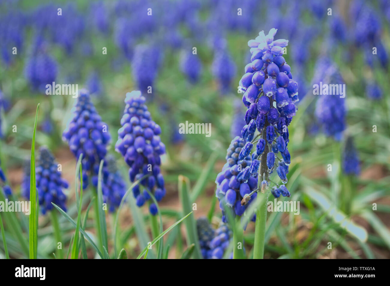 Grape hyacinth fields hi-res stock photography and images - Alamy