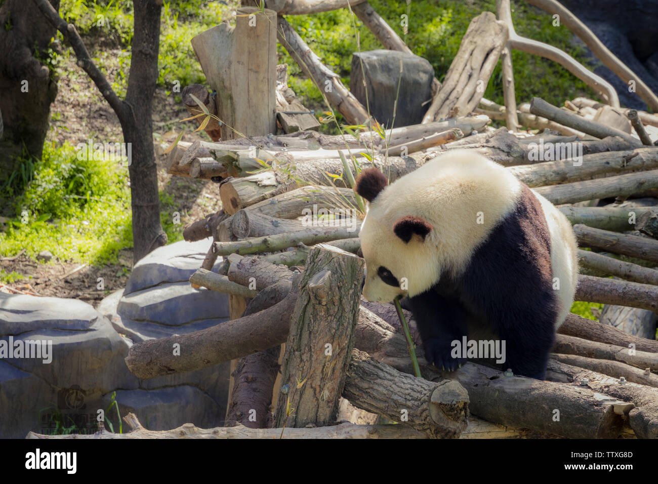 Giant panda at Nanjing Hongshan Zoo Stock Photo - Alamy