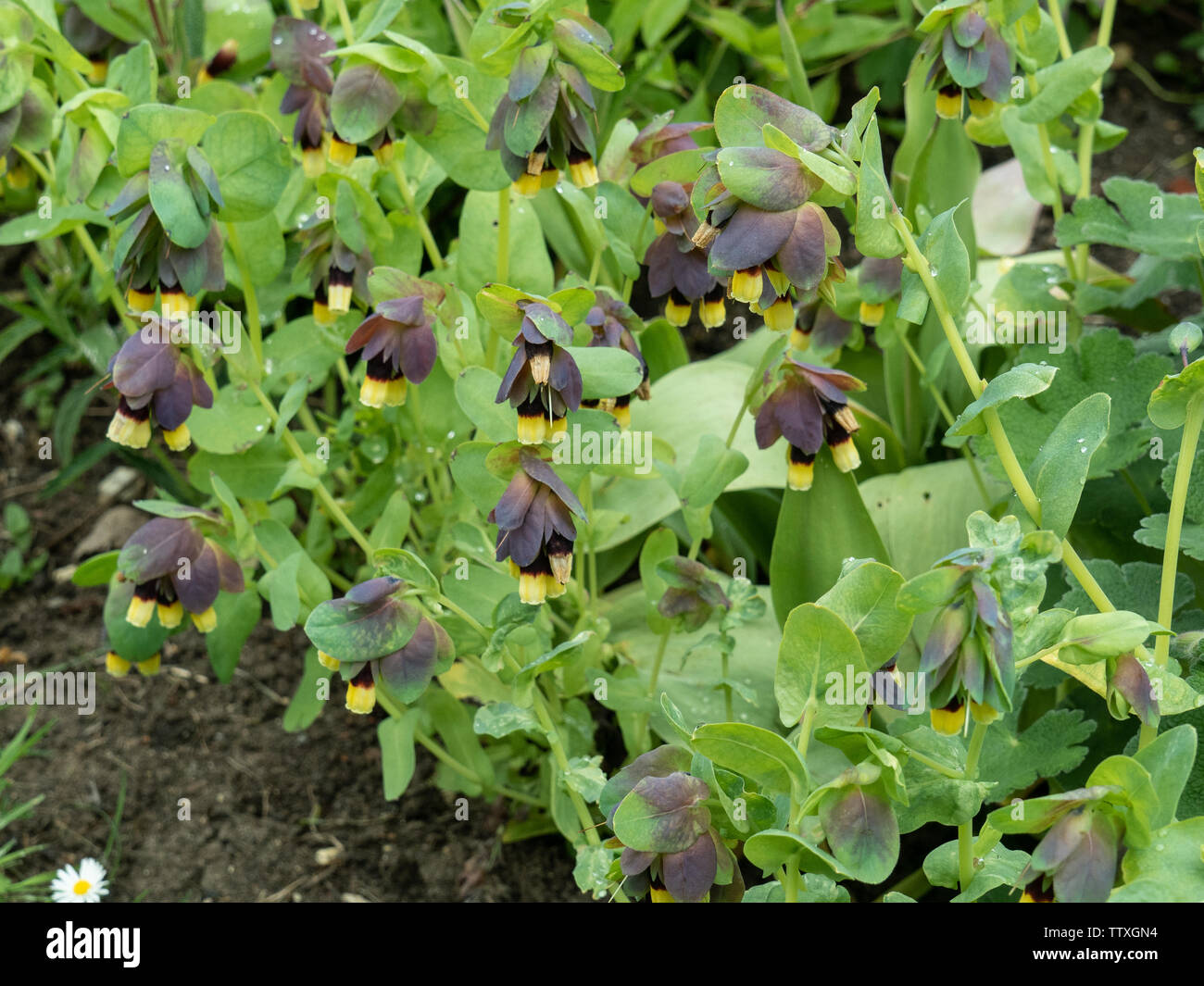 A group of plant of the yellow Cerinthe Yellow Gem Stock Photo - Alamy
