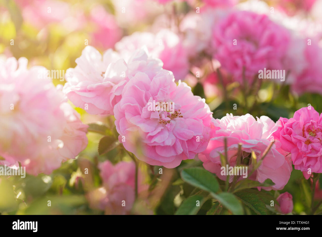Rosebush farming hi-res stock photography and images - Alamy