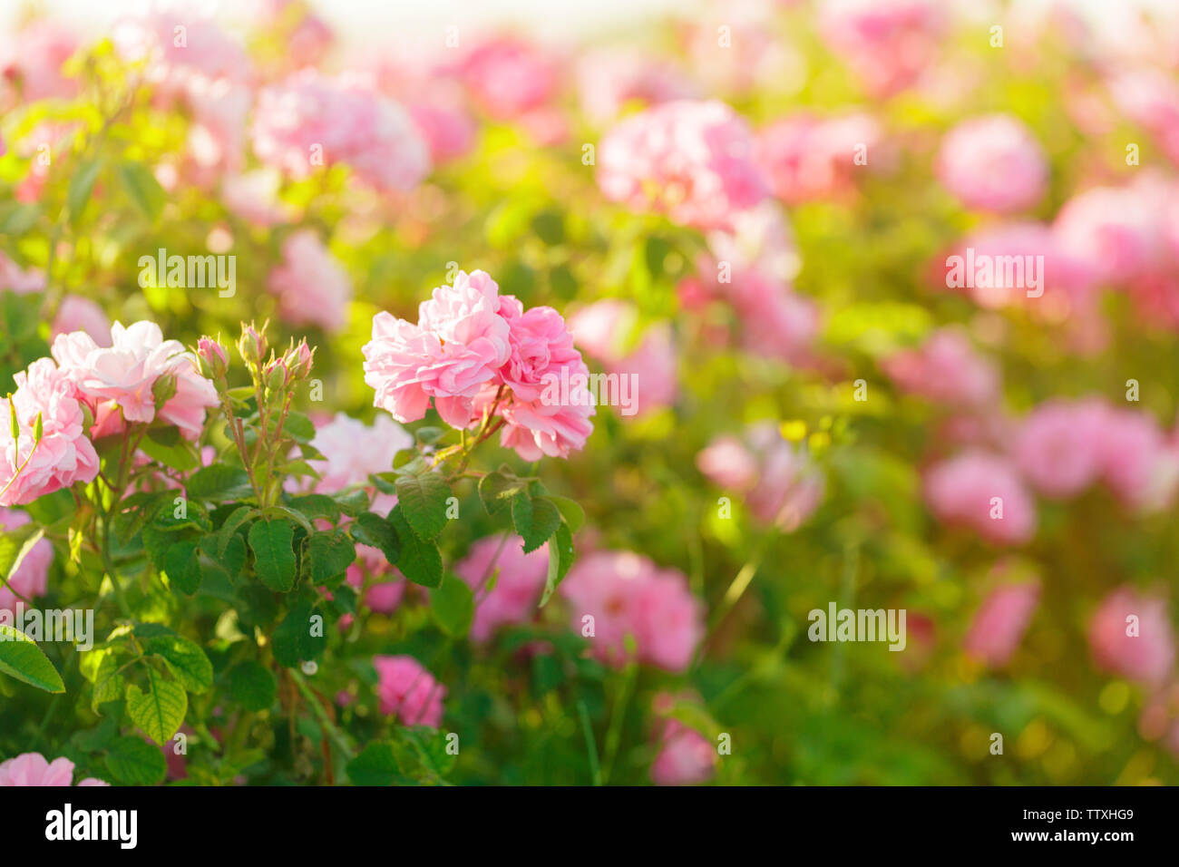 pink rose bush closeup on field background Stock Photo - Alamy