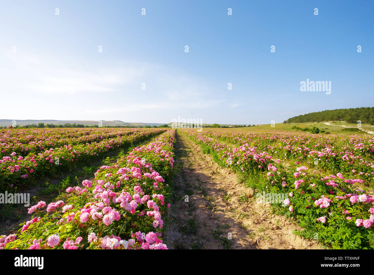 Field of roses Stock Photo - Alamy
