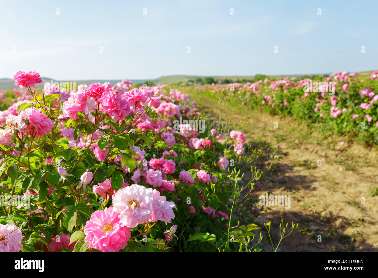 Field of roses Stock Photo - Alamy