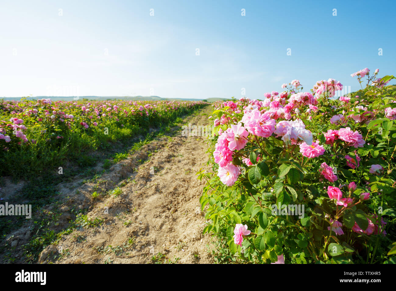 Field of roses Stock Photo - Alamy