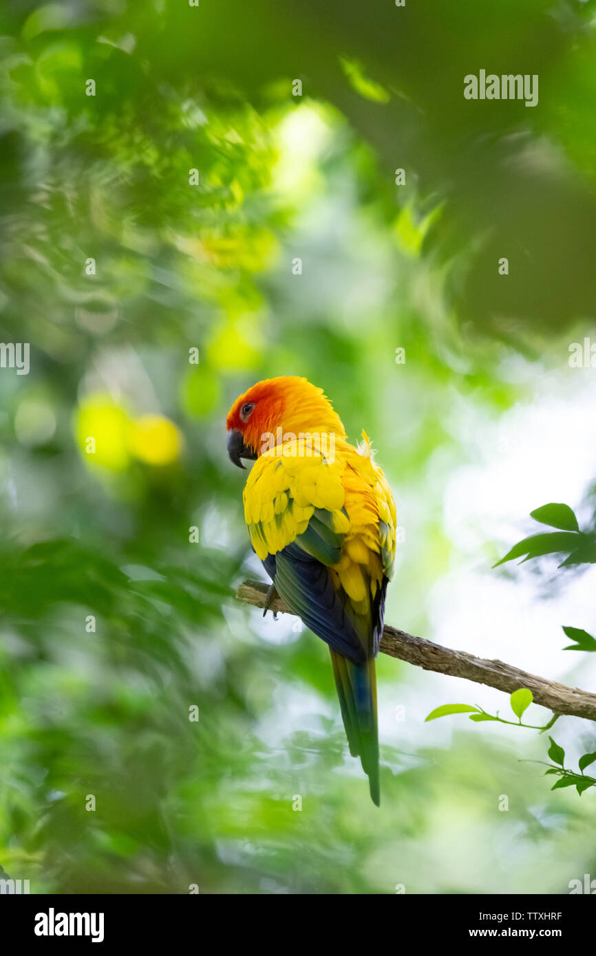 Colorful parakeet hi-res stock photography and images - Alamy
