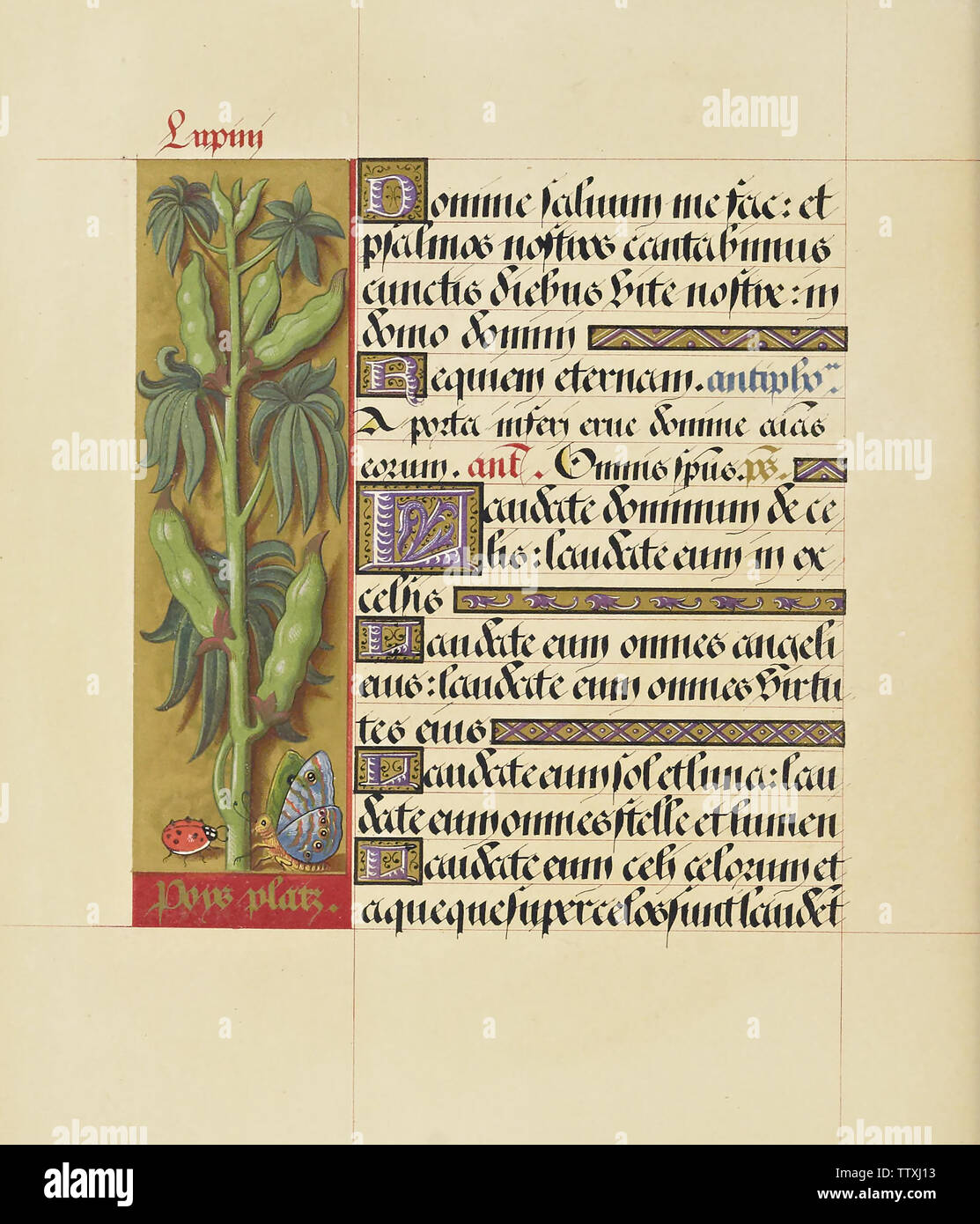 Manuscript booknuscript book Stock Photo - Alamy