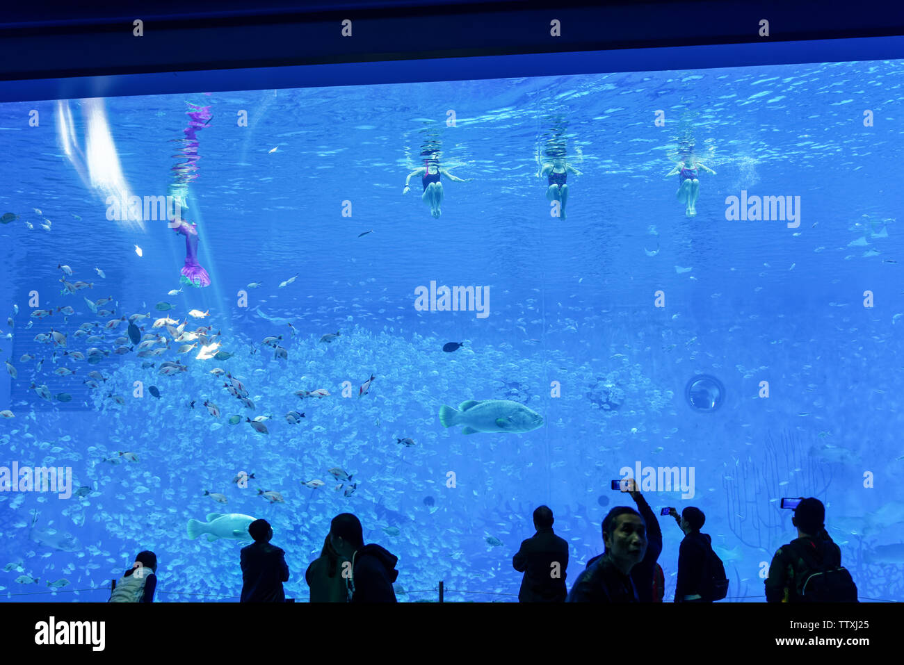 Mermaid performance at Haichang Ocean Park, Shanghai Stock Photo - Alamy