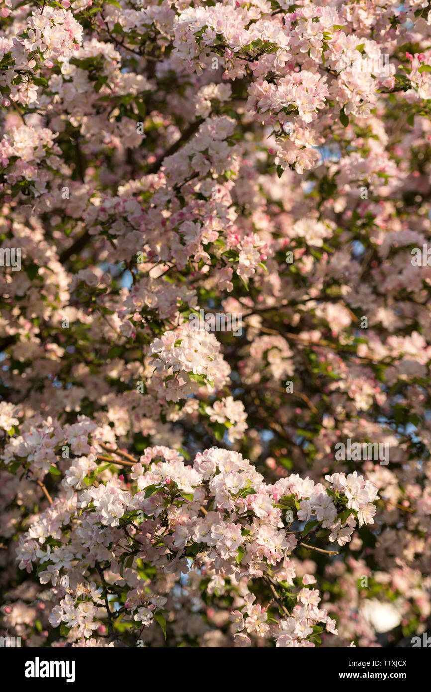 Begonia Tree High Resolution Stock Photography and Images - Alamy