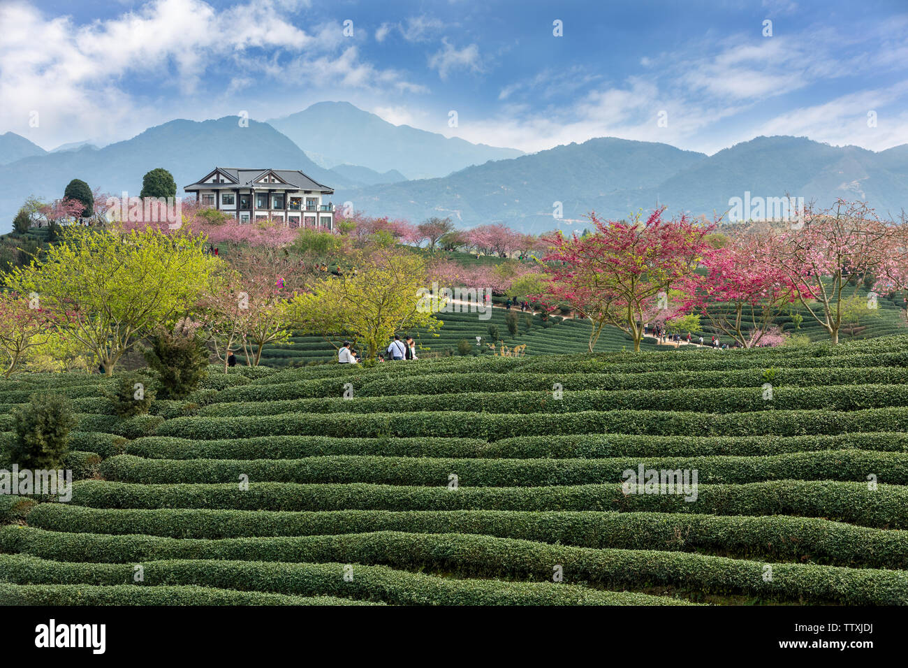 Beautiful tea garden with cherry blossoms in full bloom Stock Photo - Alamy
