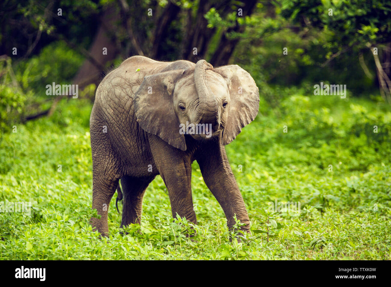 Africa, Zimbabwe, manaturals, national parks, animals, elephants, baby ...