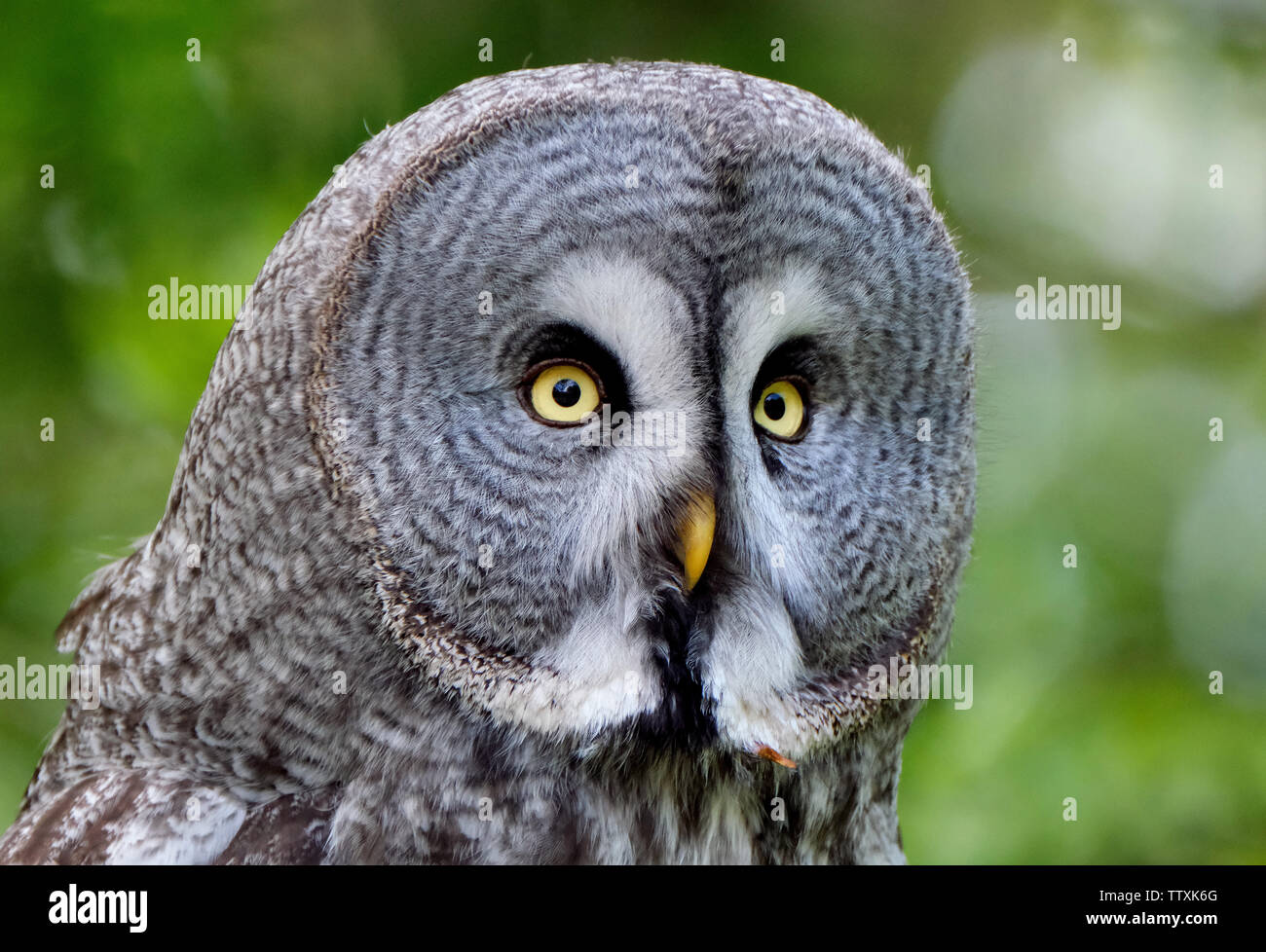 The great grey owl or great grey owl is a very large owl, documented as ...