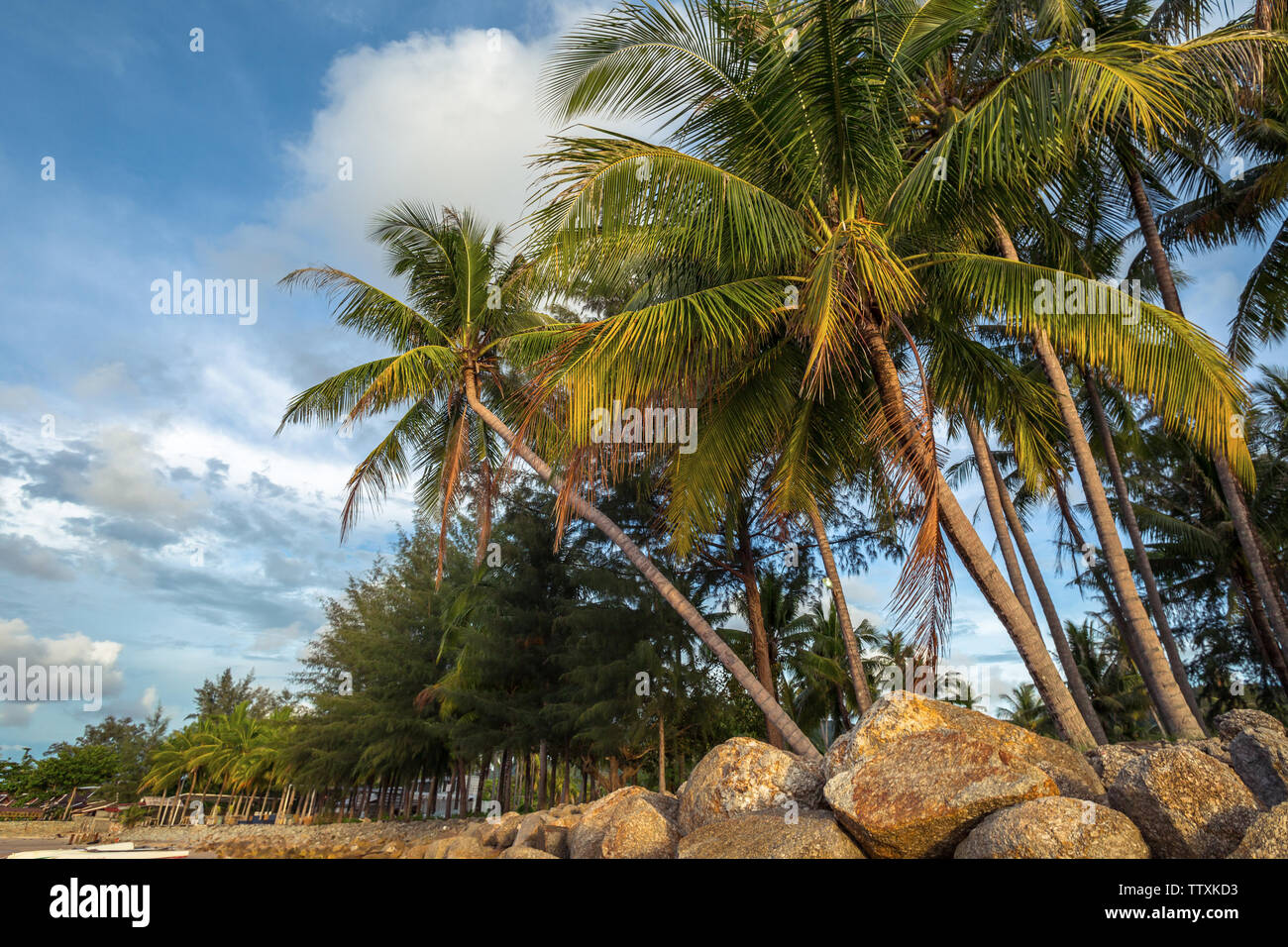 top of coconut tree Stock Photo - Alamy