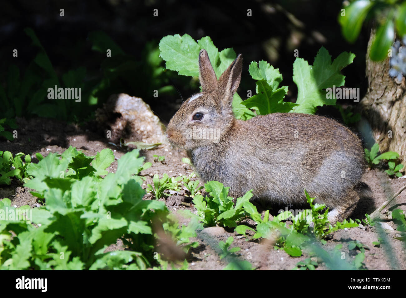 Group of wild rabbits hi-res stock photography and images - Alamy