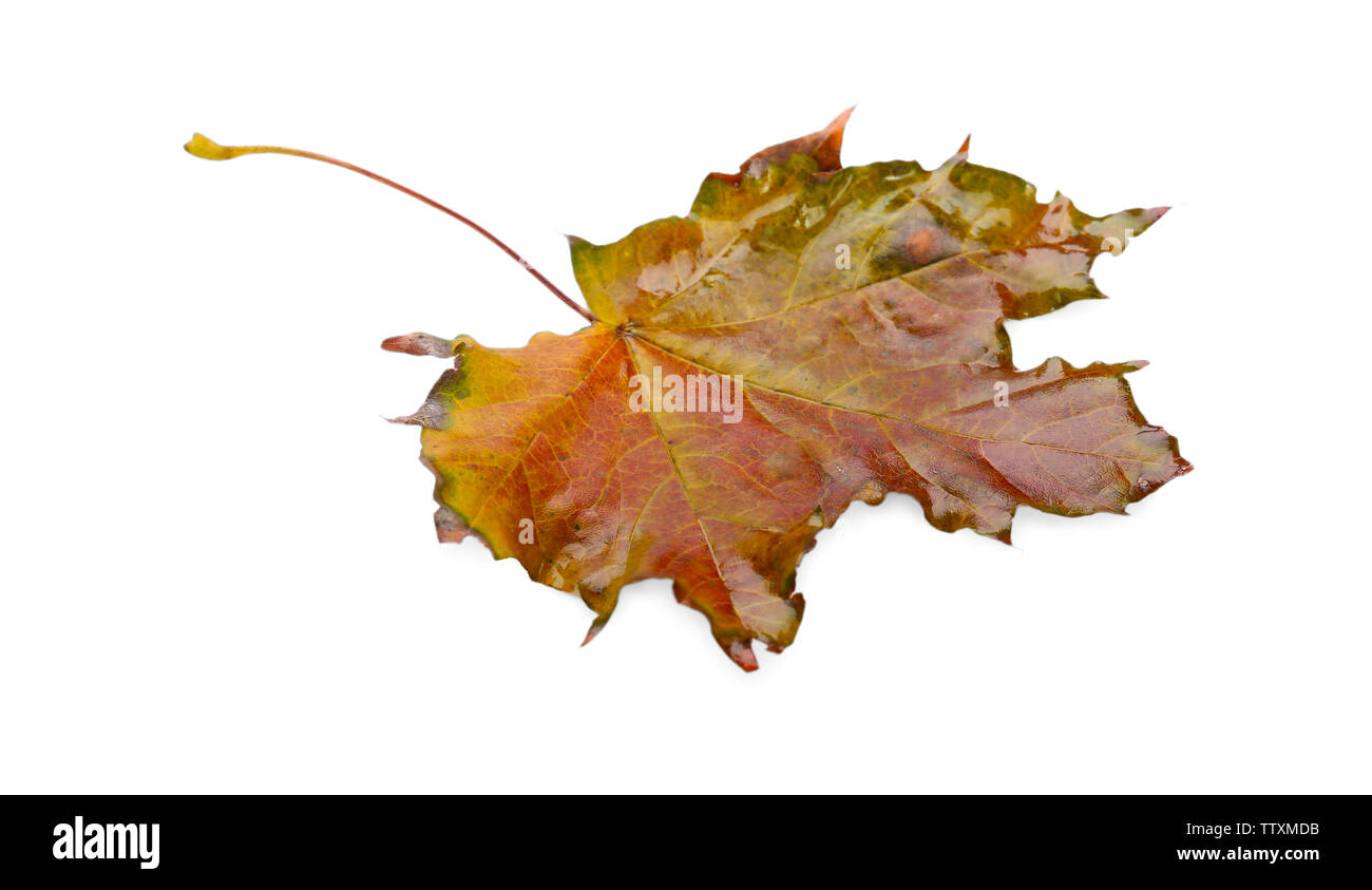 Autumn leaf, isolated on white Stock Photo - Alamy