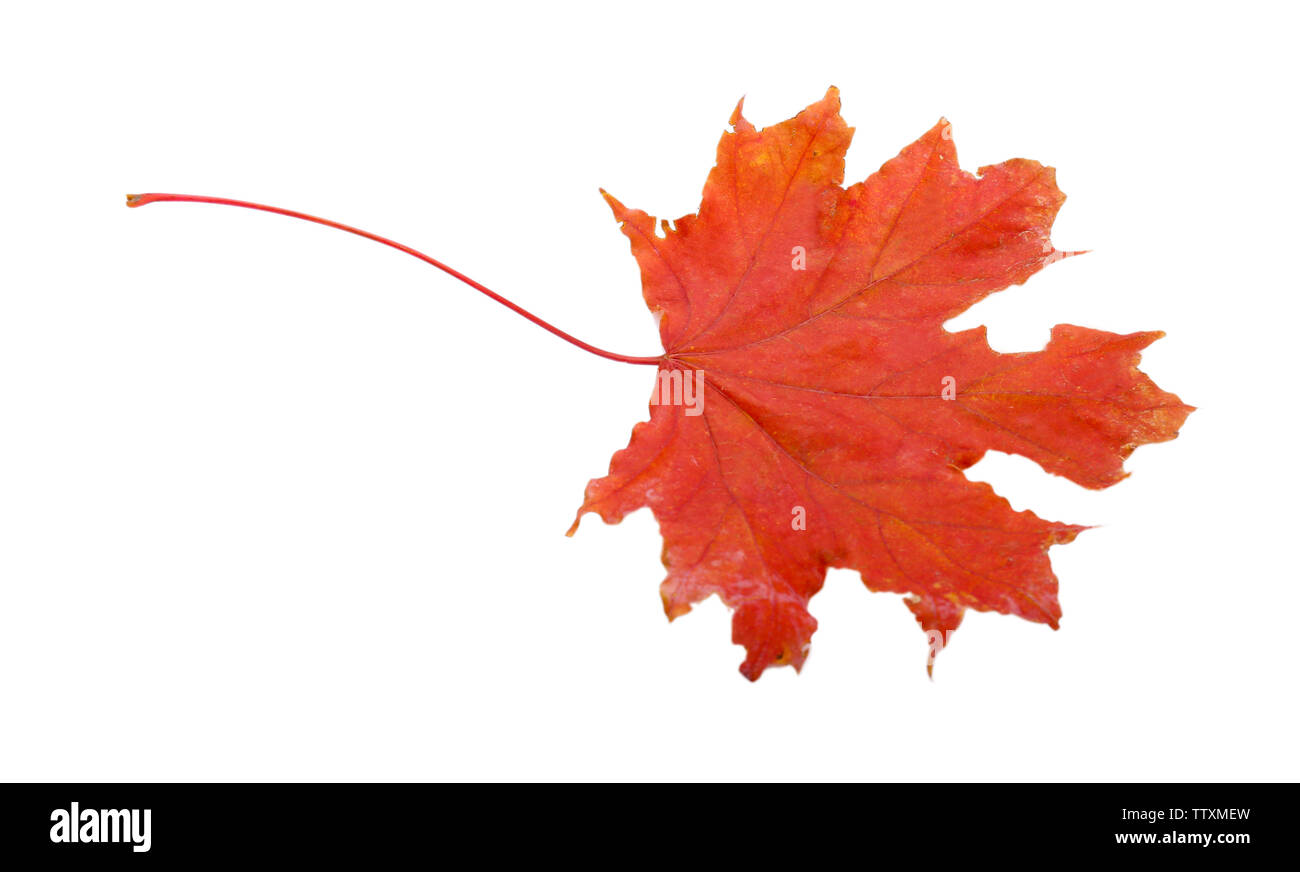 Autumn leaf, isolated on white Stock Photo - Alamy