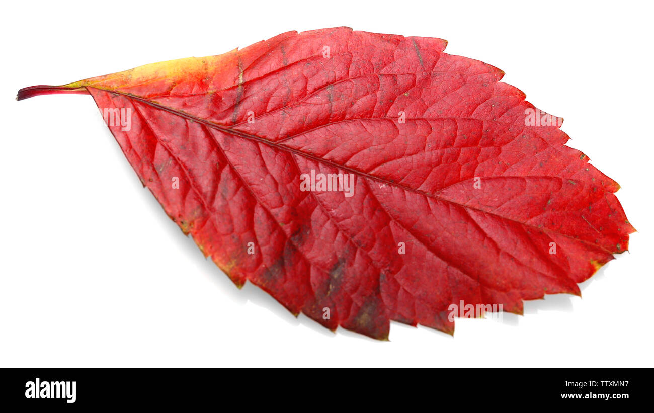 Autumn leaf, isolated on white Stock Photo - Alamy