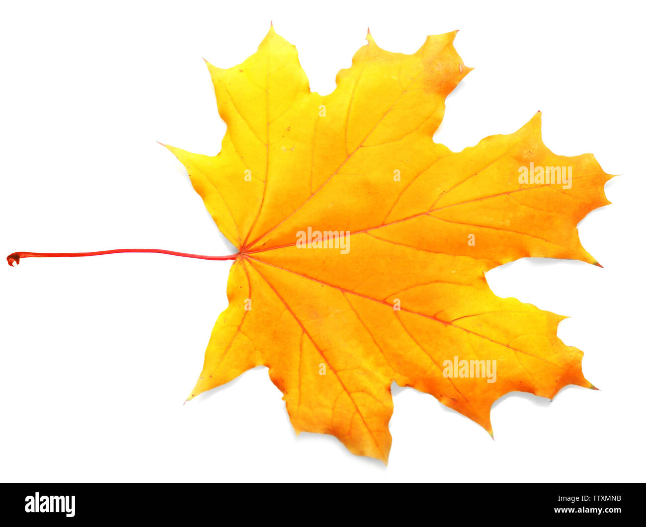 Autumn leaf, isolated on white Stock Photo - Alamy