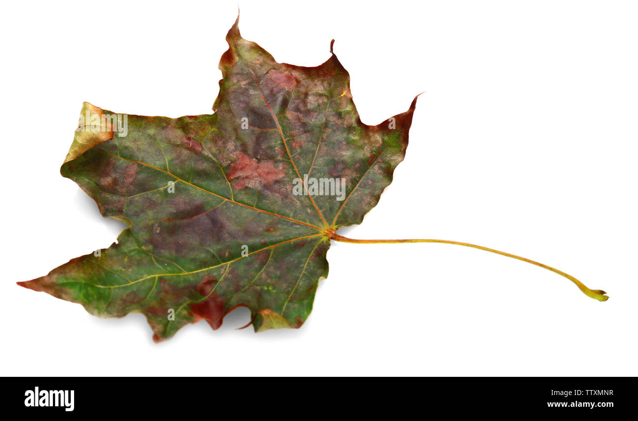 Structure tree trees leaf Cut Out Stock Images & Pictures - Alamy