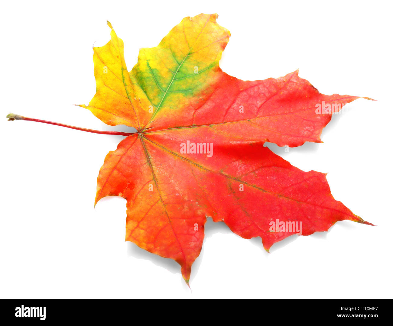 Autumn leaf, isolated on white Stock Photo - Alamy