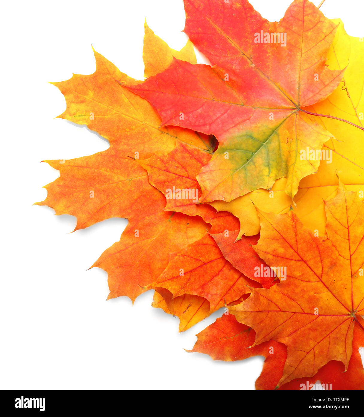 Autumn leaves on white background Stock Photo - Alamy