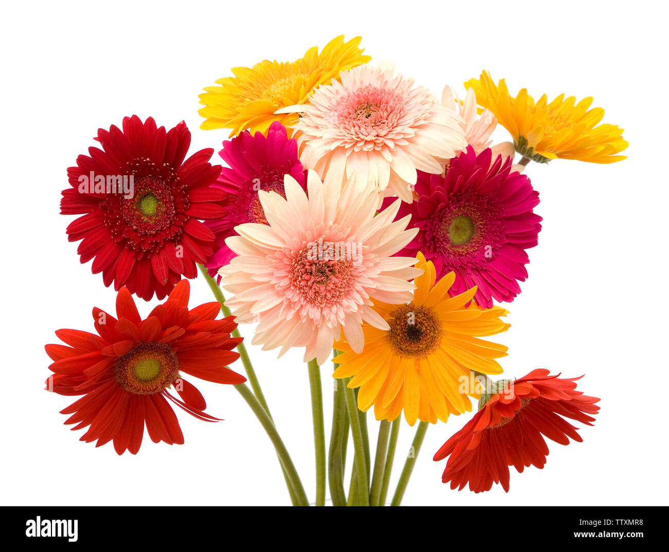 Colorful Daisy Backgrounds