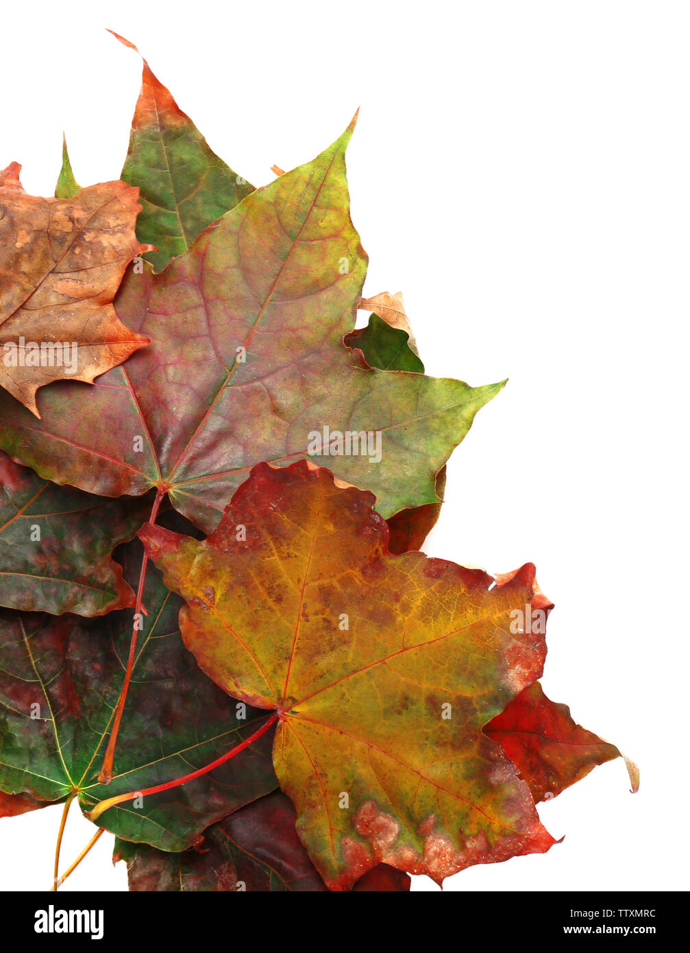Autumn leaves on white background Stock Photo - Alamy