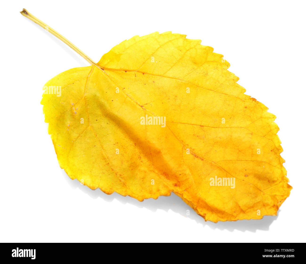 Autumn leaf, isolated on white Stock Photo - Alamy