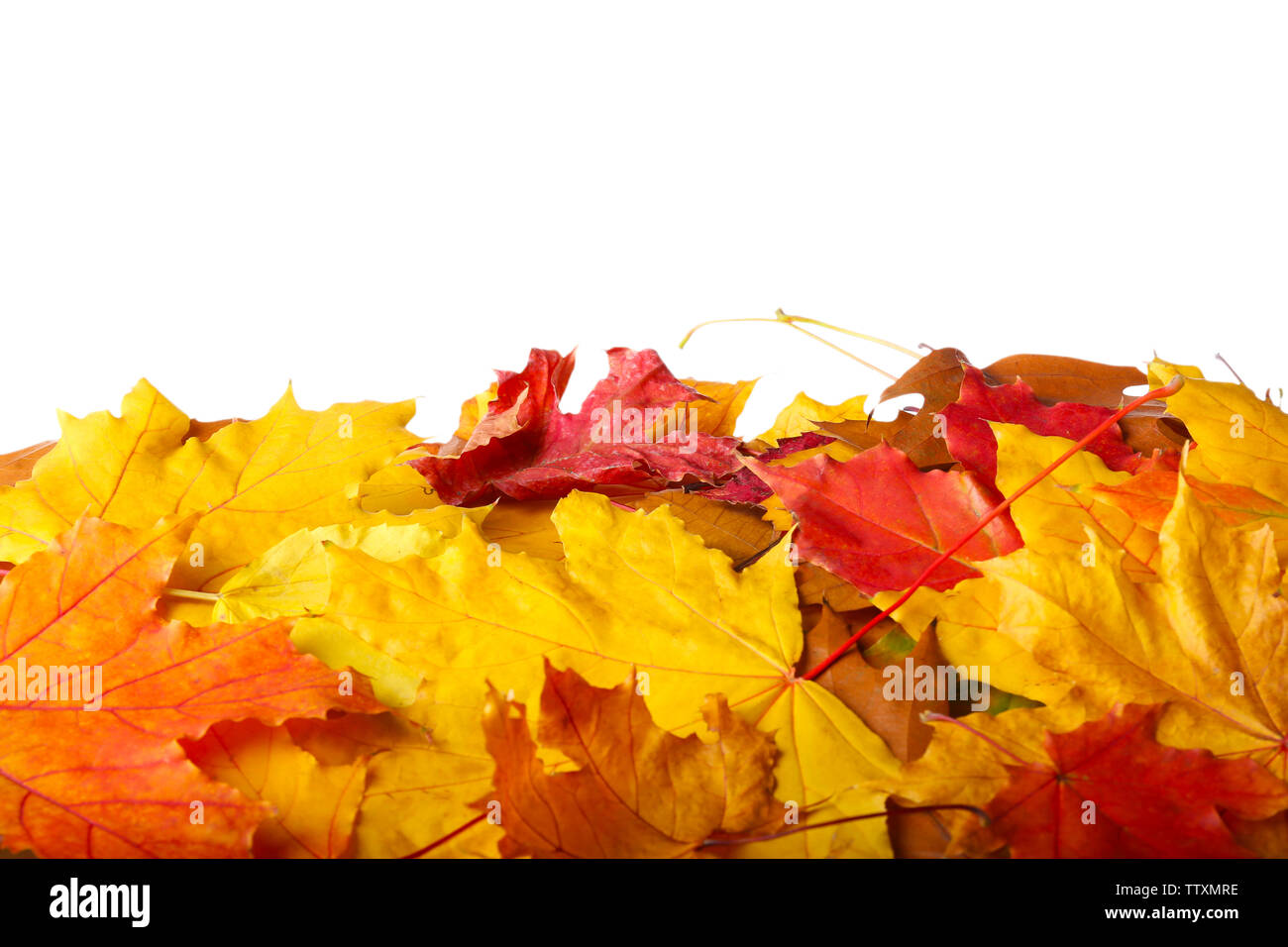 Autumn leaves on white background Stock Photo - Alamy