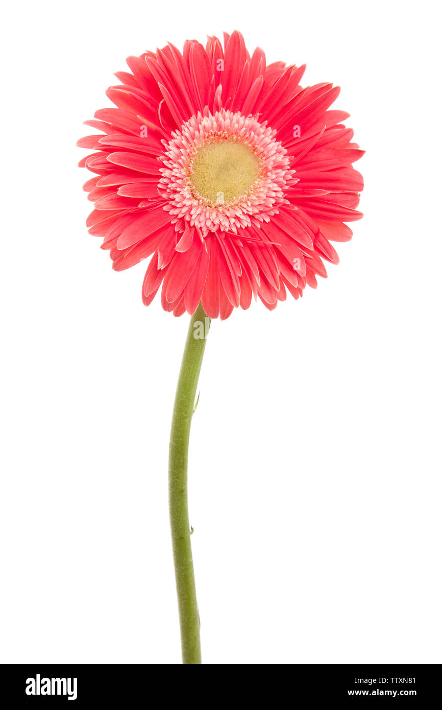 beautiful red daisy flower on white background Stock Photo - Alamy