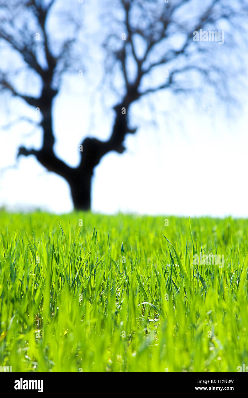 nature landscape close up with grass and tree, shallow dof Stock Photo ...