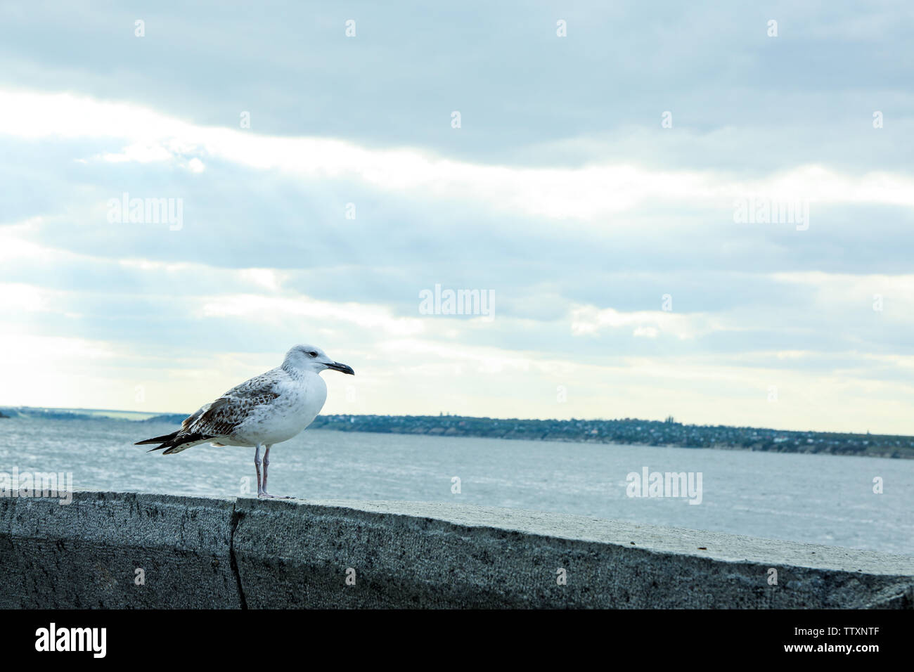 Gull sitting on parapet by the river Stock Photo - Alamy