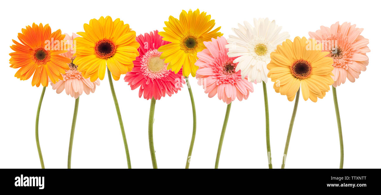 lots of colorful daisy flowers on white background Stock Photo - Alamy