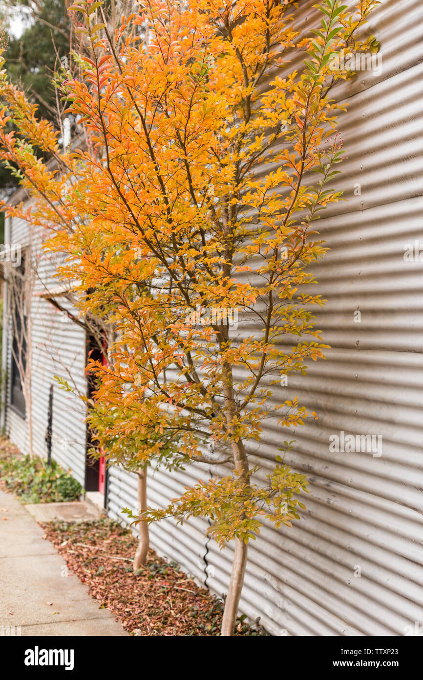 Corrugated leaves hi-res stock photography and images - Alamy