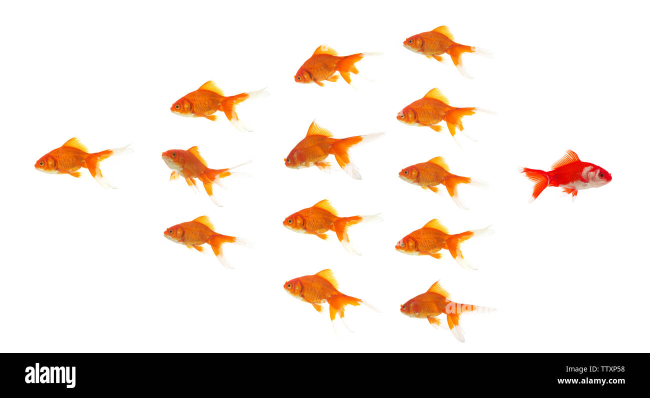 red goldfish going to a different direction than the group Stock Photo ...