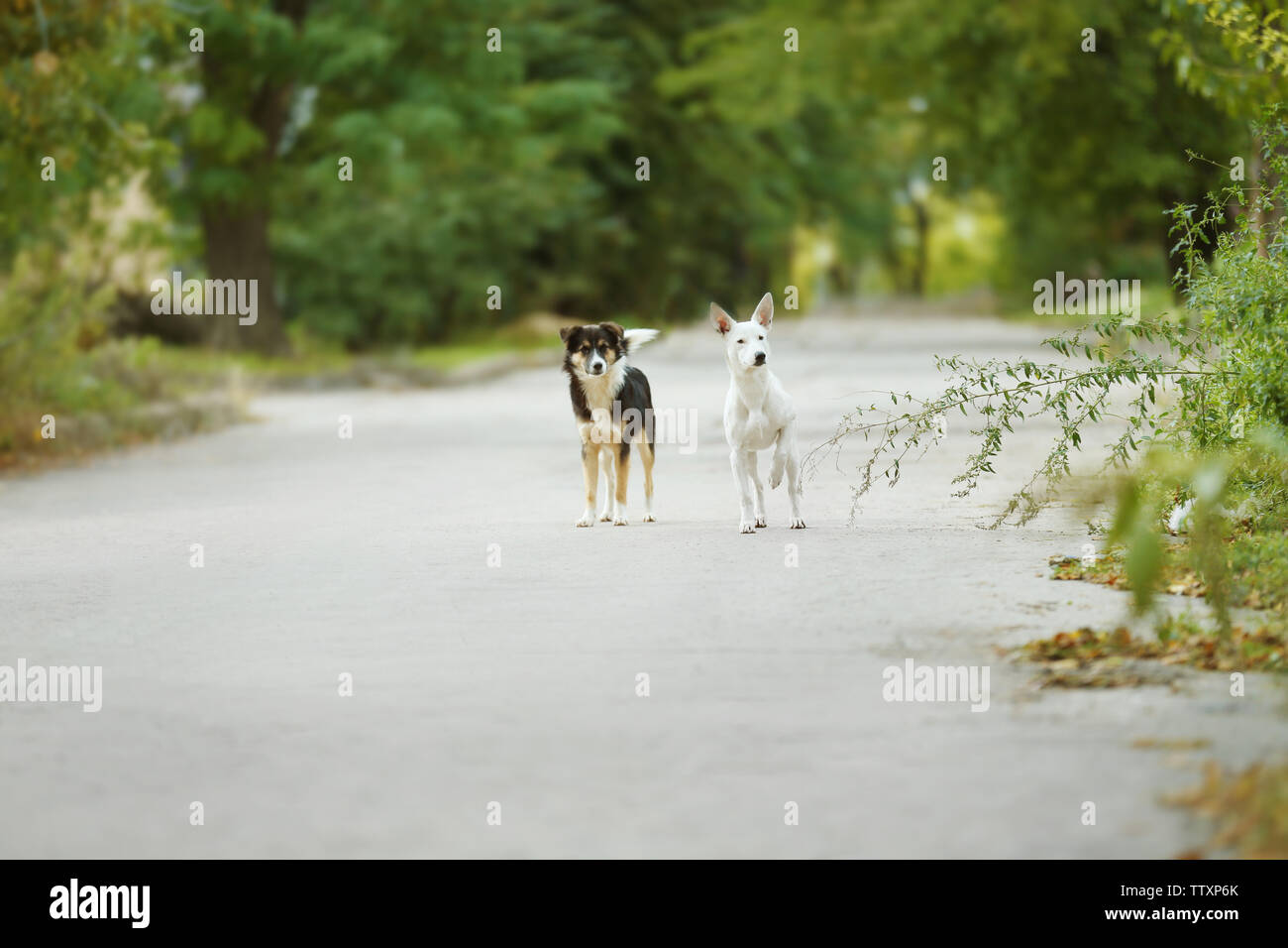 Stray dogs walking outdoors Stock Photo - Alamy