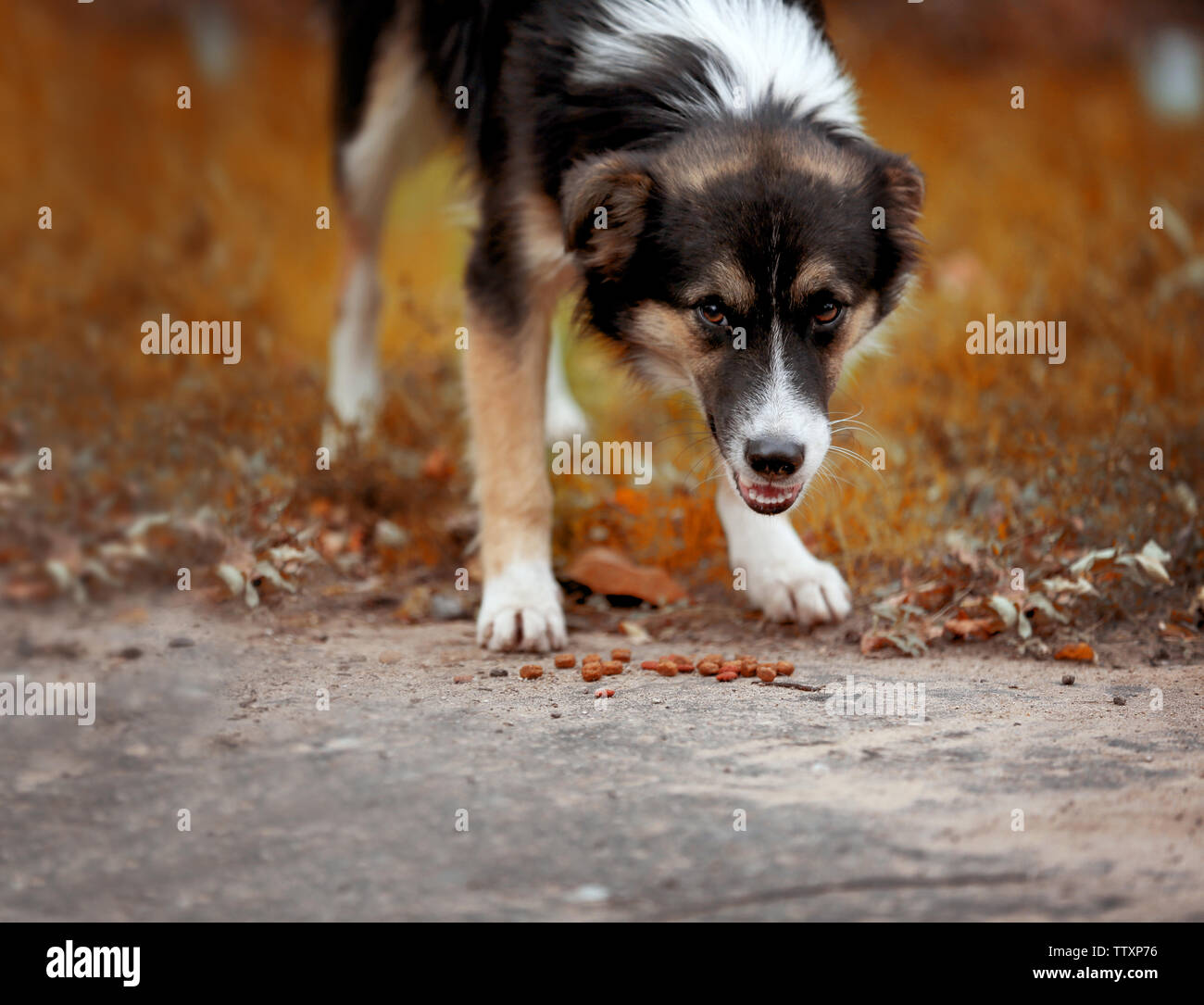 Stray dog eating outdoors Stock Photo - Alamy