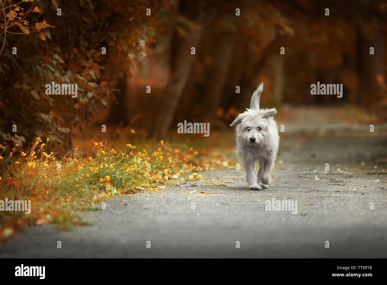 Stray dog walking outdoors Stock Photo - Alamy
