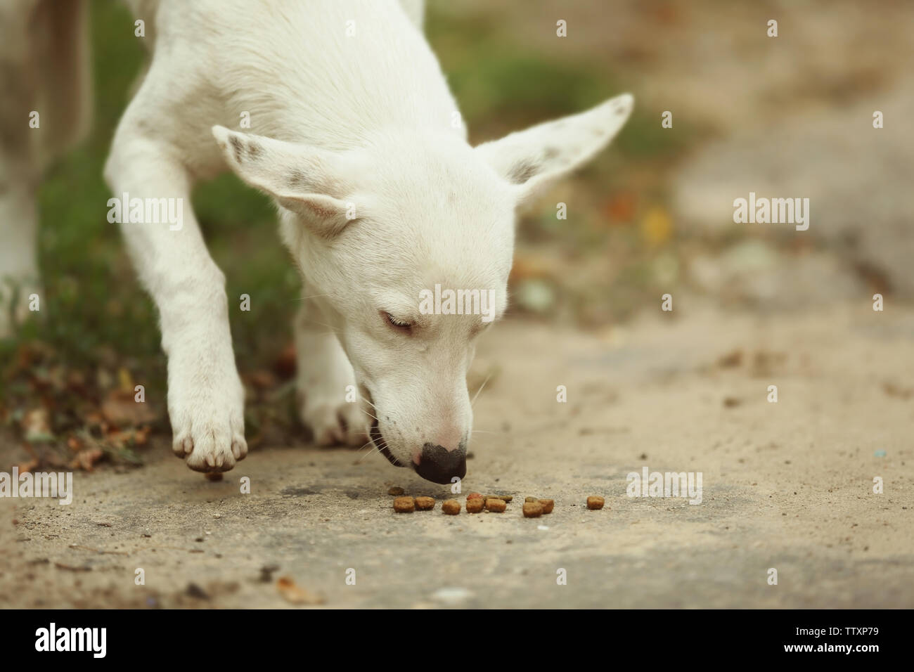 Stray dog eating outdoors Stock Photo - Alamy