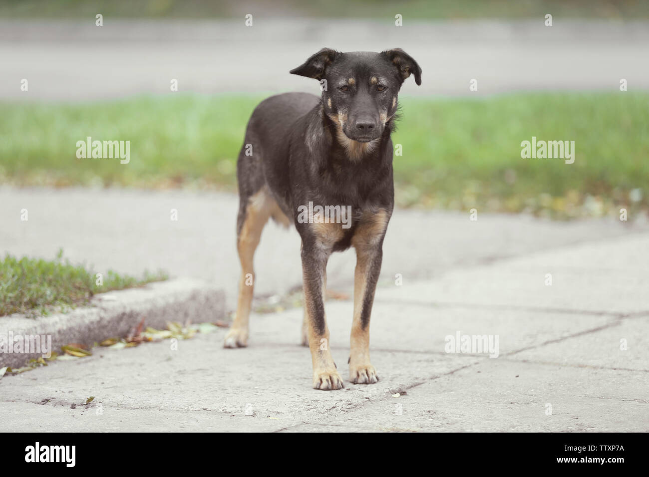 Stray dog walking outdoors Stock Photo - Alamy