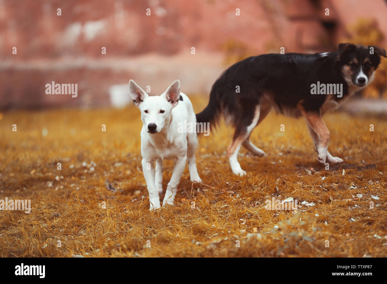 Stray dogs walking outdoors Stock Photo - Alamy