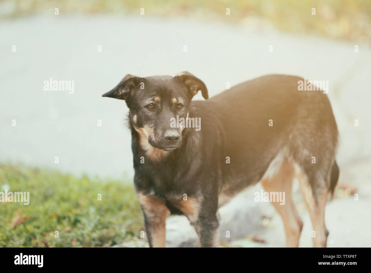 Stray dog walking outdoors Stock Photo - Alamy