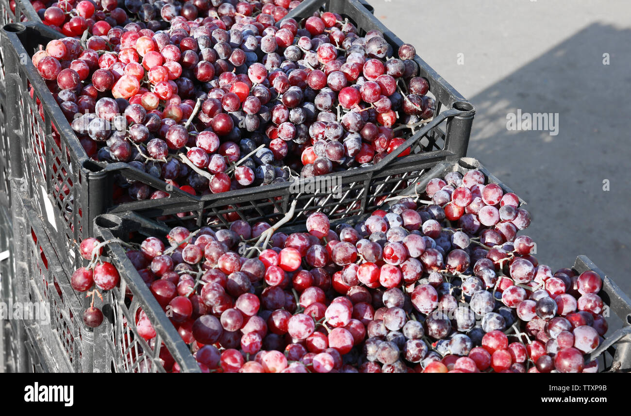 Grapes in boxes hi-res stock photography and images - Alamy