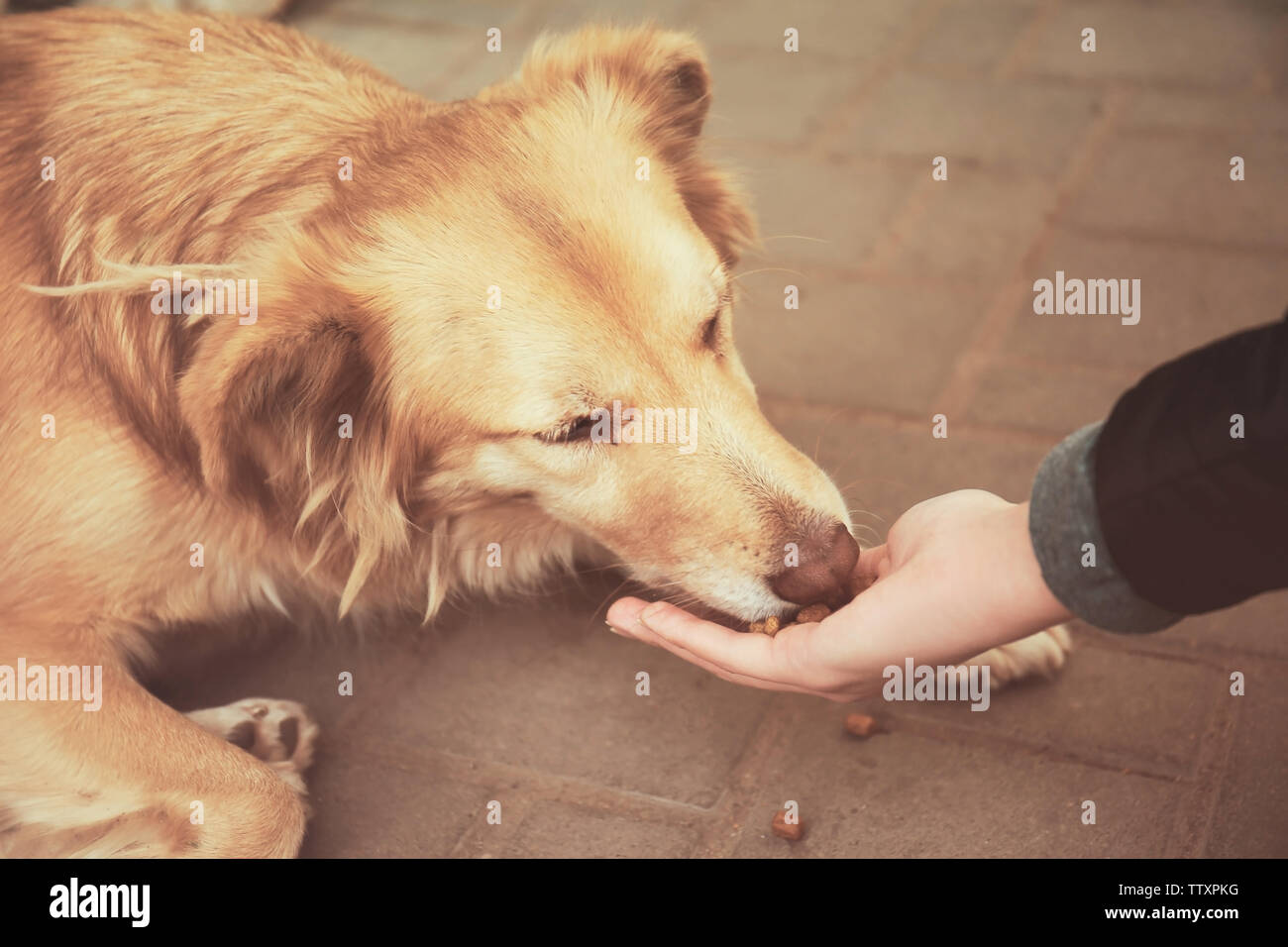 Feeding homeless hi-res stock photography and images - Alamy