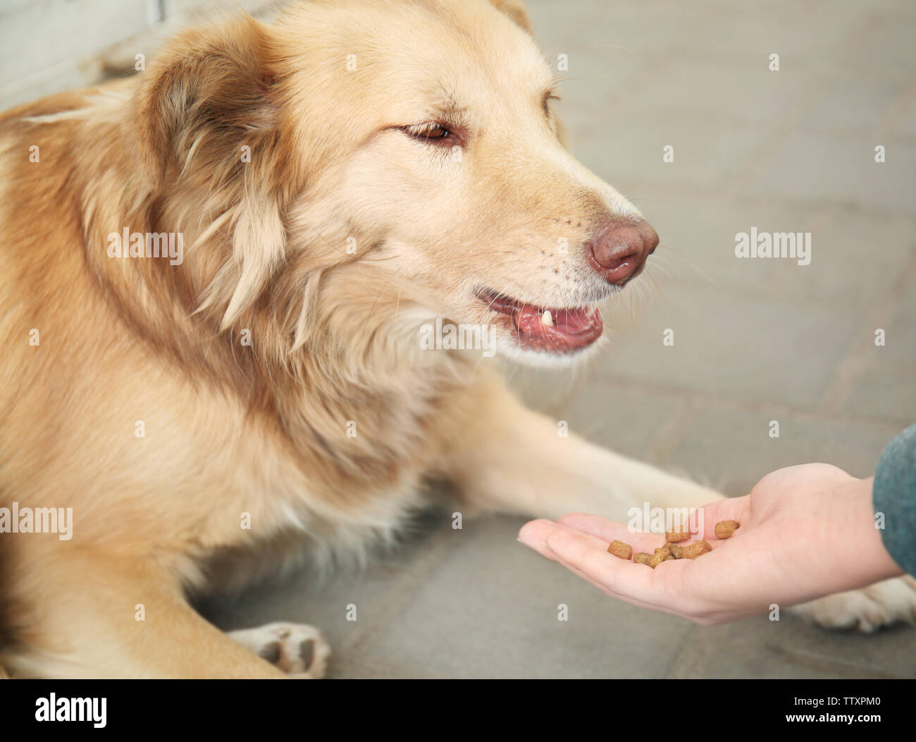 Feeding dog on the street hi-res stock photography and images - Alamy