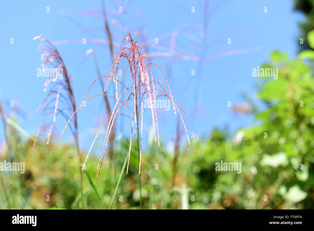 Reed hd hi-res stock photography and images - Alamy