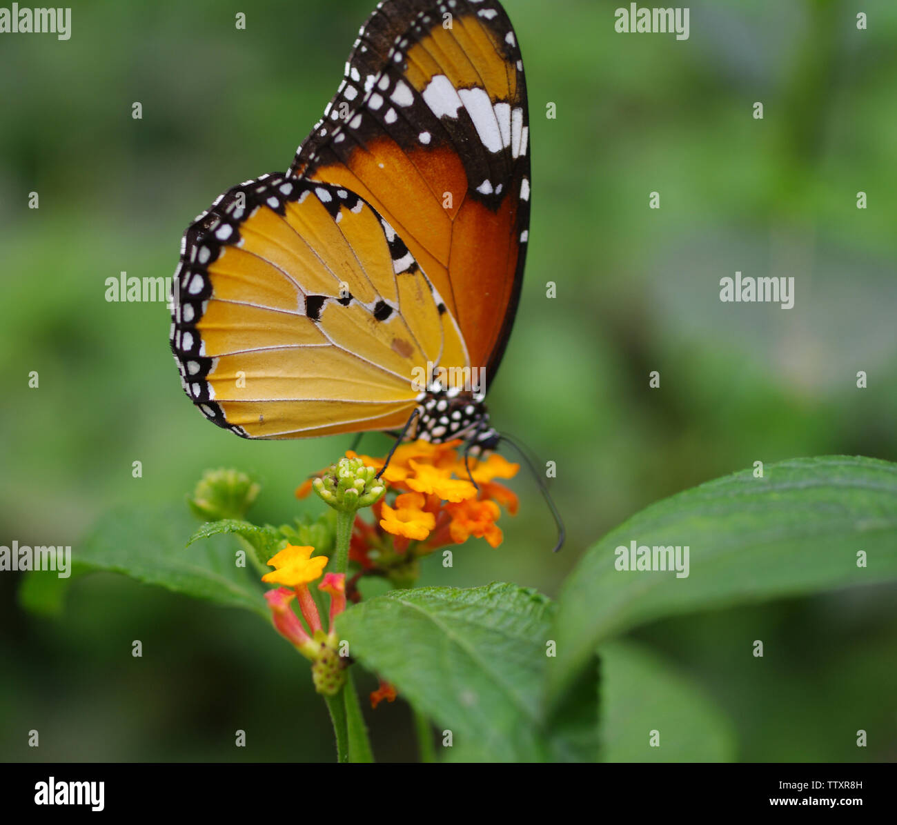 Monarch leaves hi-res stock photography and images - Alamy