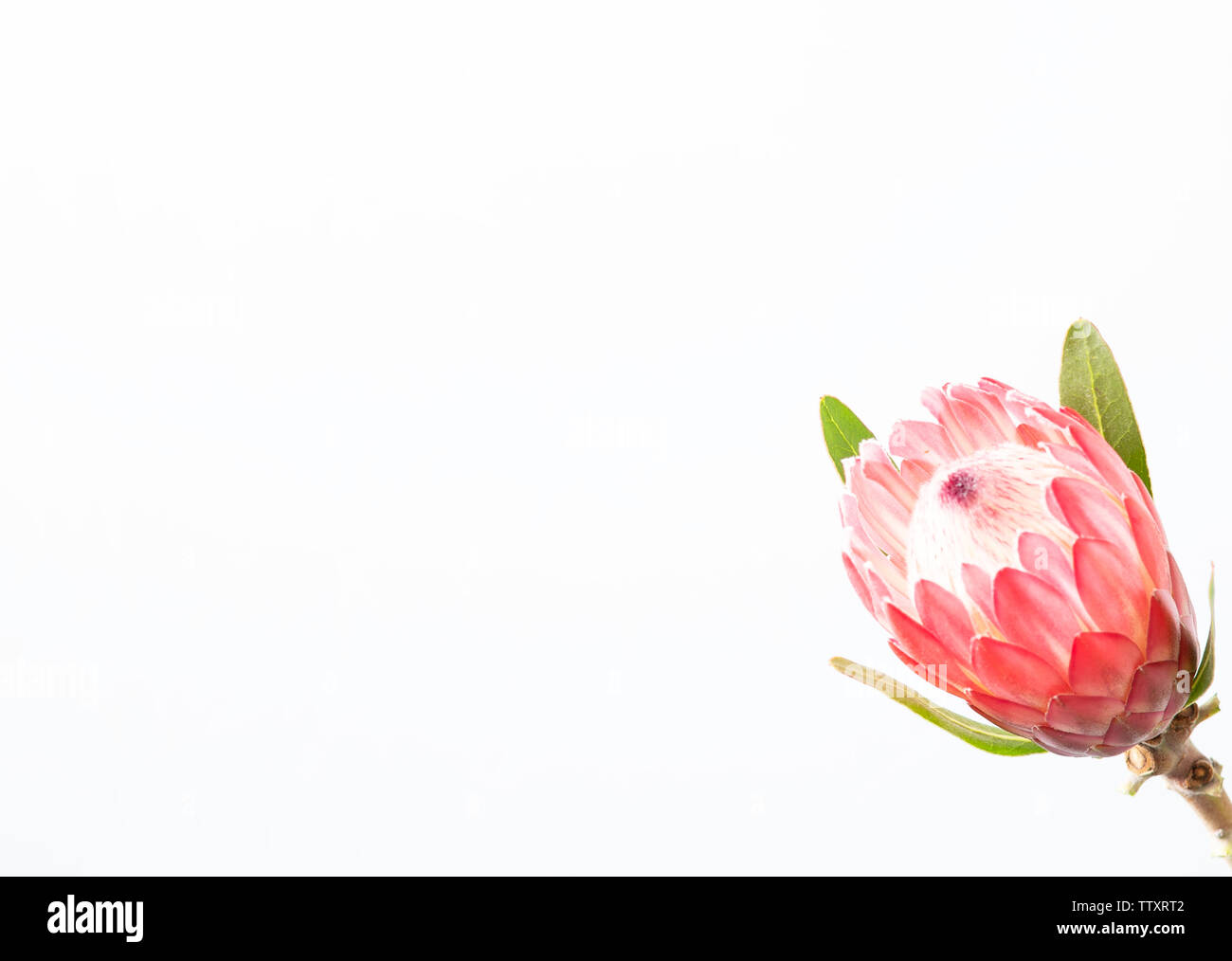 Single pink flower with green leaves and stem on a white background ...