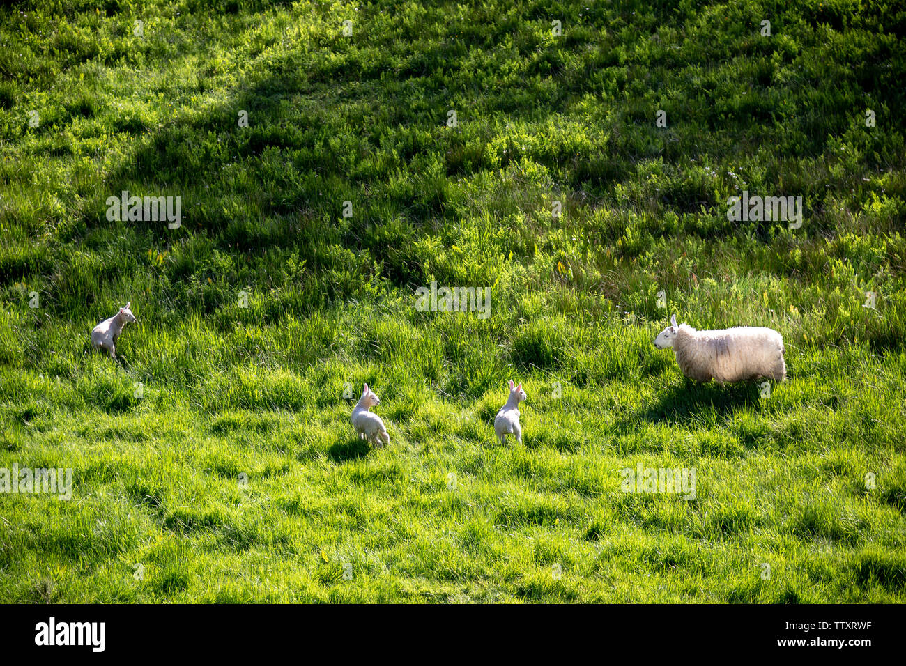 Farm, Devon, Agricultural Field, Agriculture, Animal, Blue, Cloud - Sky ...