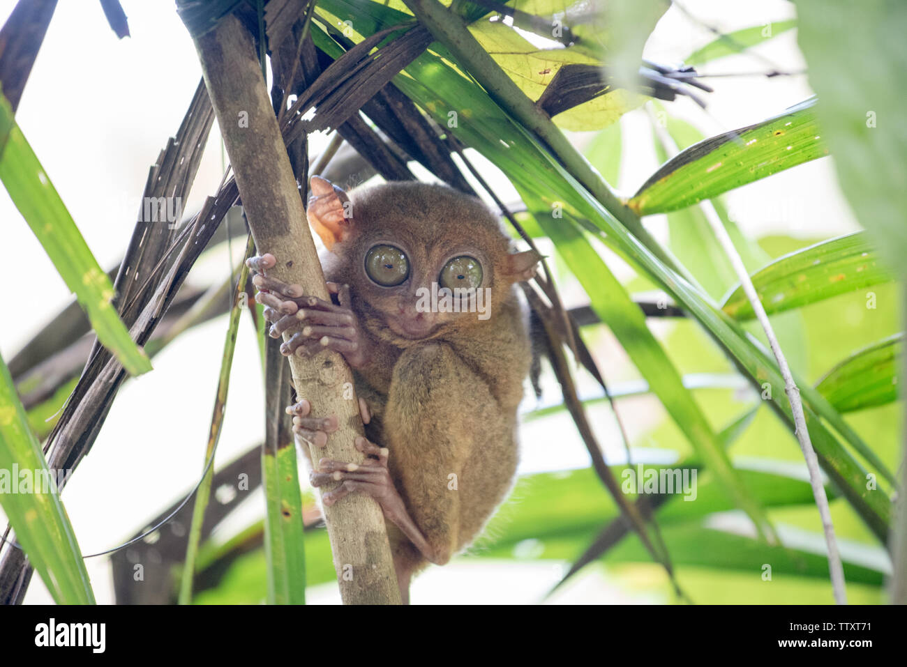 Monkey with eyeglasses hi-res stock photography and images - Alamy